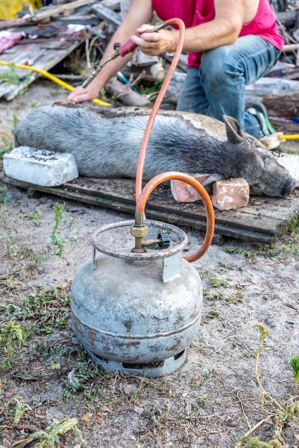 Burning a Domestic Pig before Cutting. Removal of Pig Hair Stock Photo ...