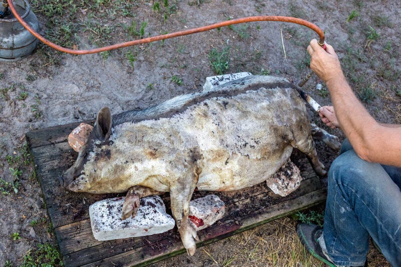 Burning a Domestic Pig before Cutting. Removal of Pig Hair Stock Image ...
