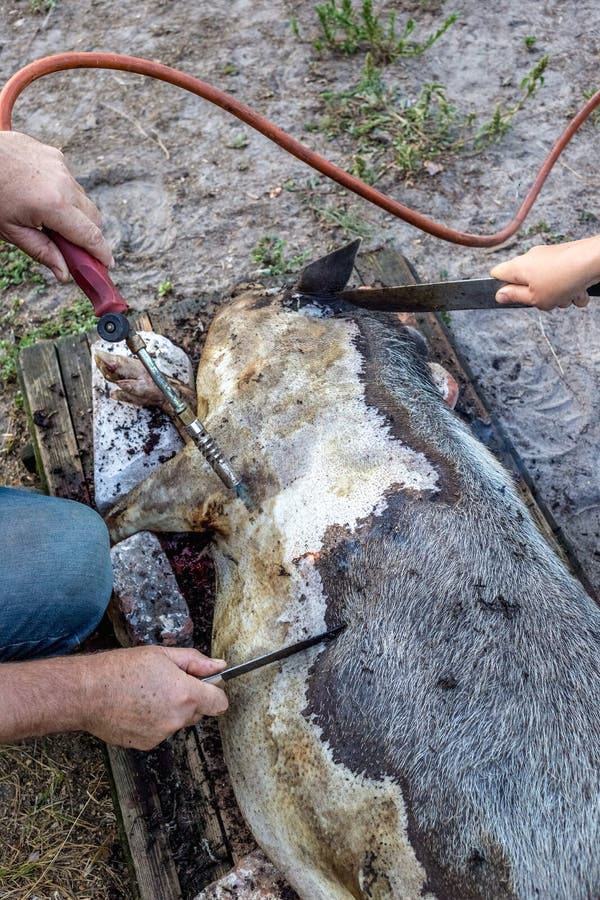 Burning a Domestic Pig before Cutting. Stock Photo - Image of animal ...