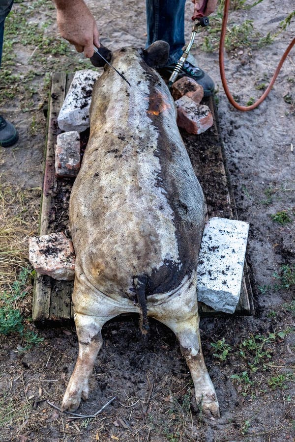 Burning a Domestic Pig before Cutting. Stock Image - Image of hair ...