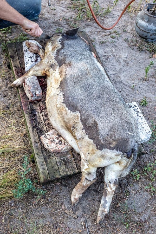 Burning a Domestic Pig before Cutting. Stock Image - Image of animal ...