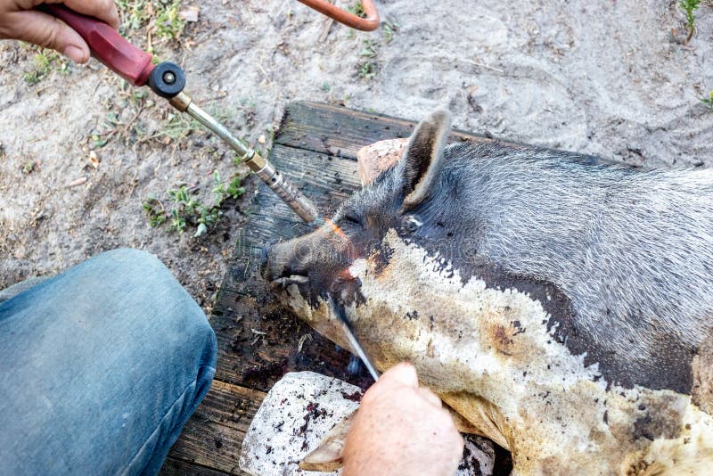 Burning a Domestic Pig before Cutting. Stock Photo - Image of homemade ...