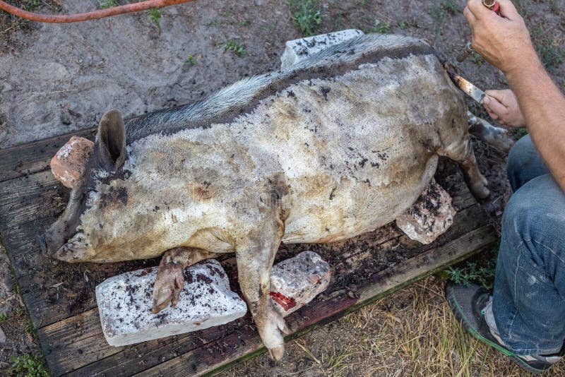 Burning a Domestic Pig before Cutting. Stock Image - Image of cleaning ...