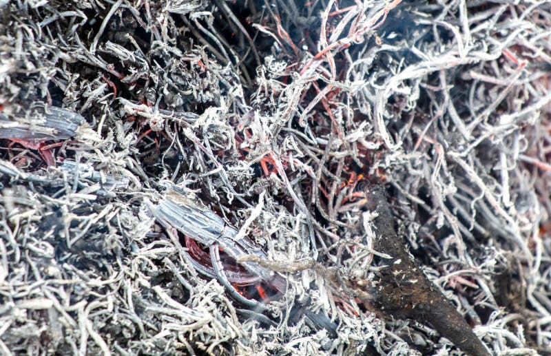 Burning Dry Branches in the Forest, Close-up Stock Photo - Image of ...