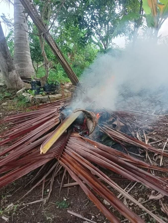 Burning Dry Coconut Leaves in the Garden Stock Image - Image of garden ...