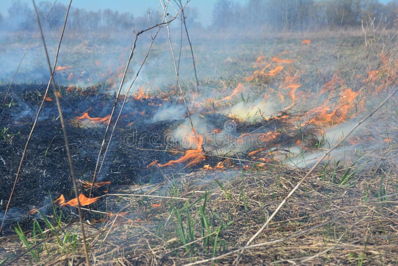 Burning Dry, Dead Grass. the Reasons for Spring Grass Burning are ...