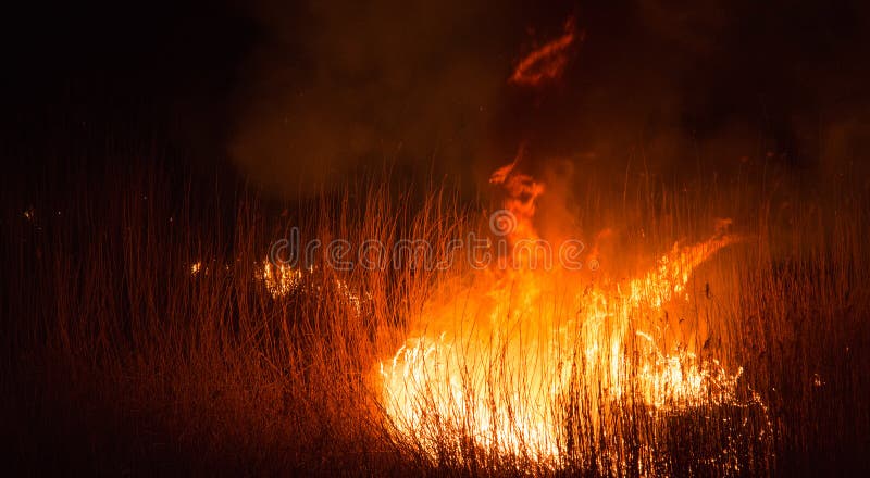 Burning dry field at night stock photo. Image of nature - 175710134