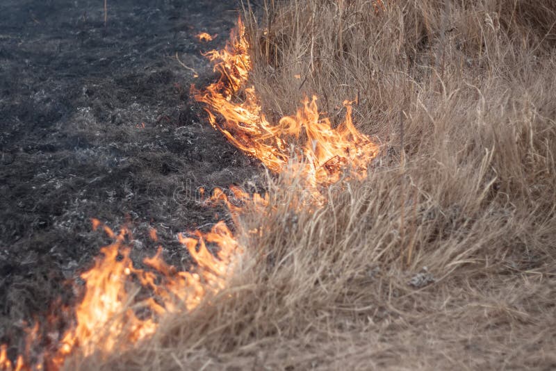 Burning dry grass stock image. Image of environment, alight - 40356153