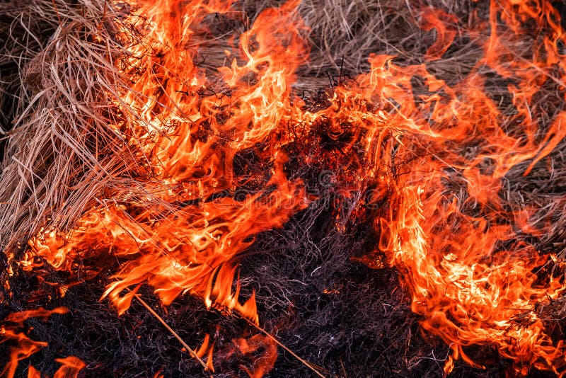 Burning dry grass stock image. Image of landscape, forest - 119500445