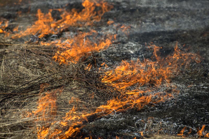 Burning dry grass stock photo. Image of heat, tree, fiery - 119580204