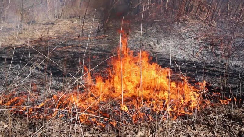 Burning Dry Grass in Empty Forest on Sunny Spring Stock Video - Video ...