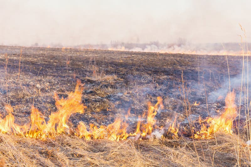 Burning dry grass stock image. Image of bush, bright - 69760609