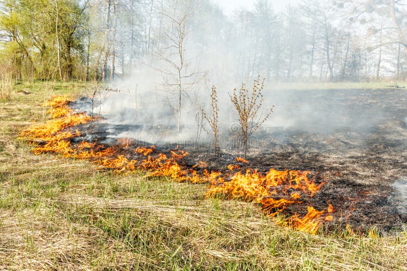 Burning Dry Grass on the Field. Fire in the Field Stock Image - Image ...