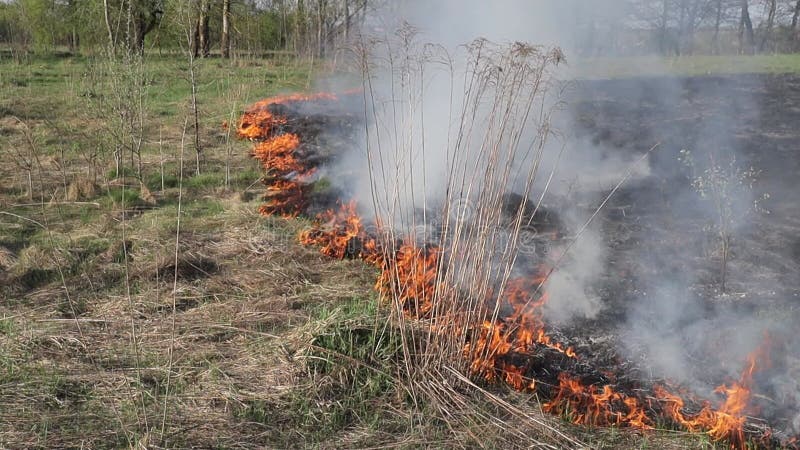Burning Dry Grass on the Field. Fire in the Field Stock Footage - Video ...