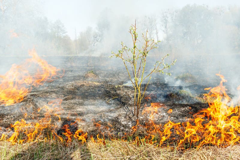 Burning Dry Grass on the Field. Fire in the Field Stock Photo - Image ...
