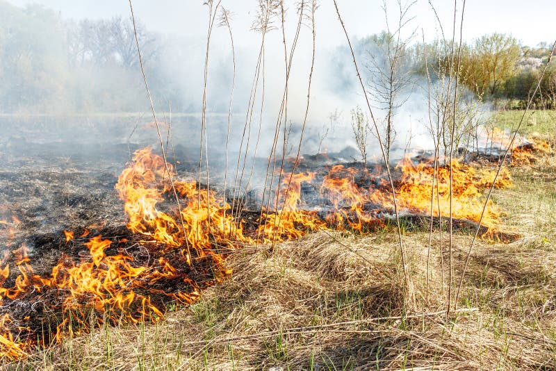 Burning Dry Grass on the Field. Fire in the Field Stock Photo - Image ...