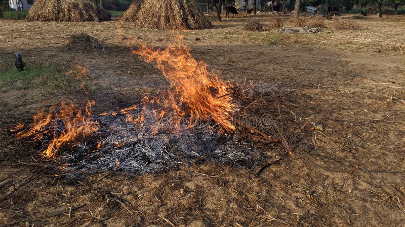 Burning Dry Grass and Fire in Indian Fields, Real Orange Color Fire and ...