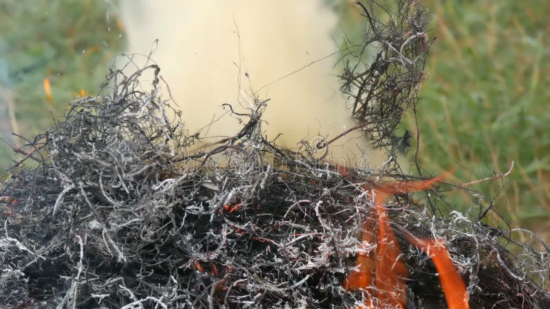 Burning Dry Grass or Hay that is Smoking. the Problem of Fires and ...