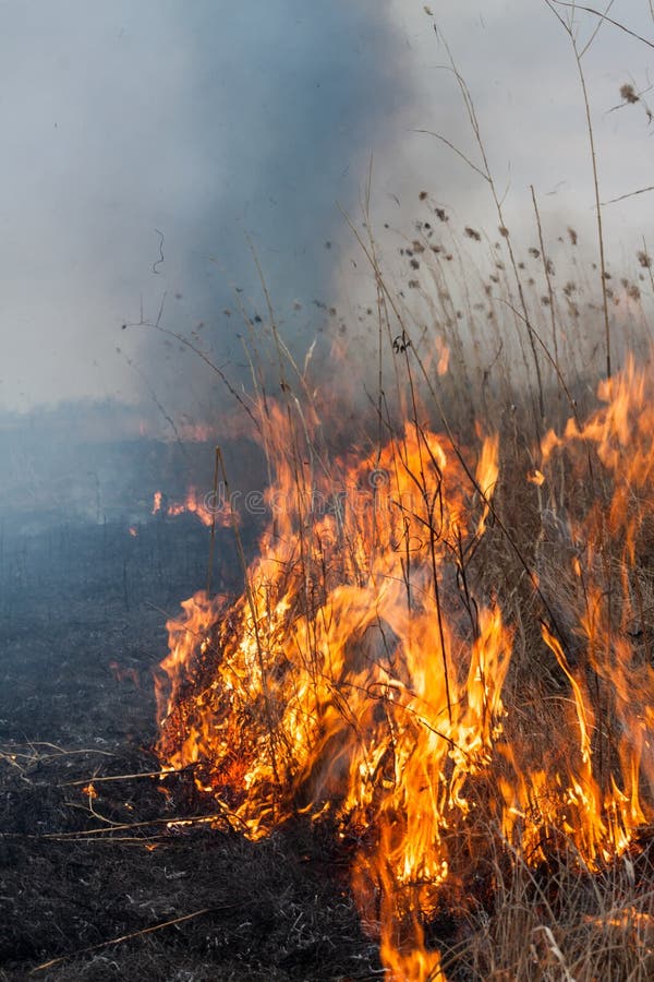 Burning dry grass stock image. Image of environment, alight - 40356153