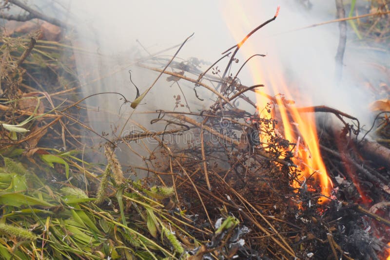 Burning Dry Grass with Smoke Stock Image - Image of drought, ecology ...