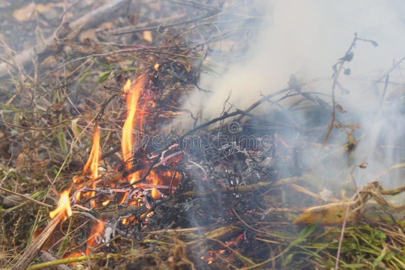 Burning Dry Grass with Smoke Stock Image - Image of forest, ignite ...