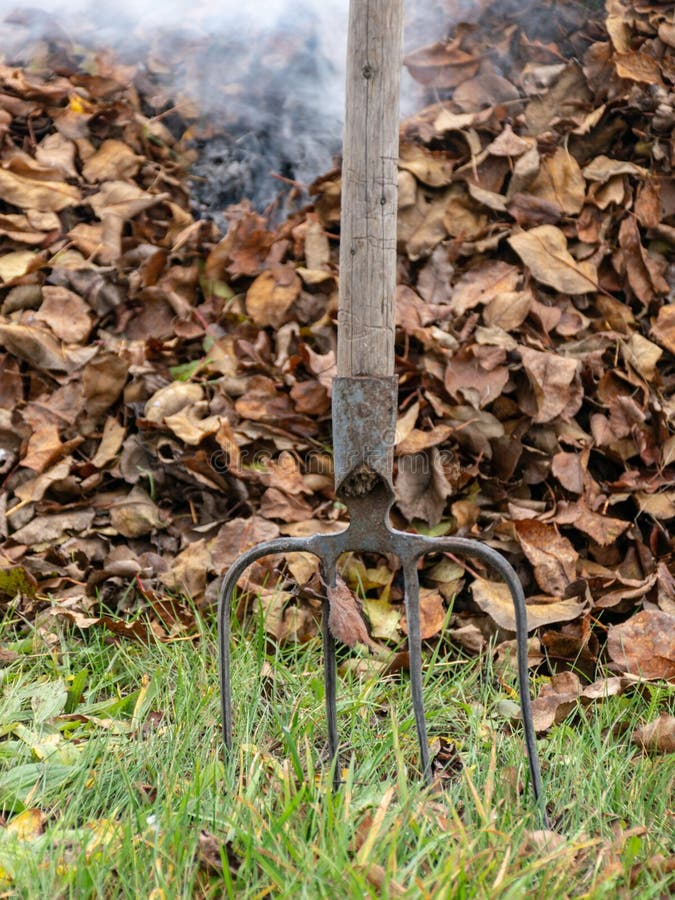 Burning Dry Tree Leaves and Forks Stock Photo - Image of beautiful ...