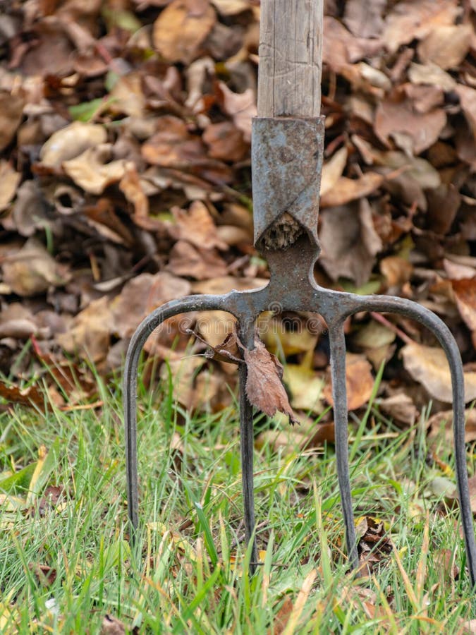 Burning Dry Tree Leaves and Forks Stock Image - Image of autumn ...