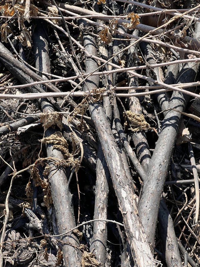 Burning Dry Wooden Branches in the Garden after the Fire is ...