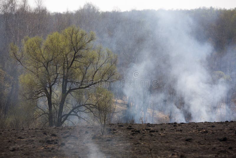 Burning field stock photo. Image of forest, dried, meadow - 13131264