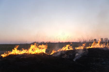 Burning field stock image. Image of herb, land, weed - 13672719