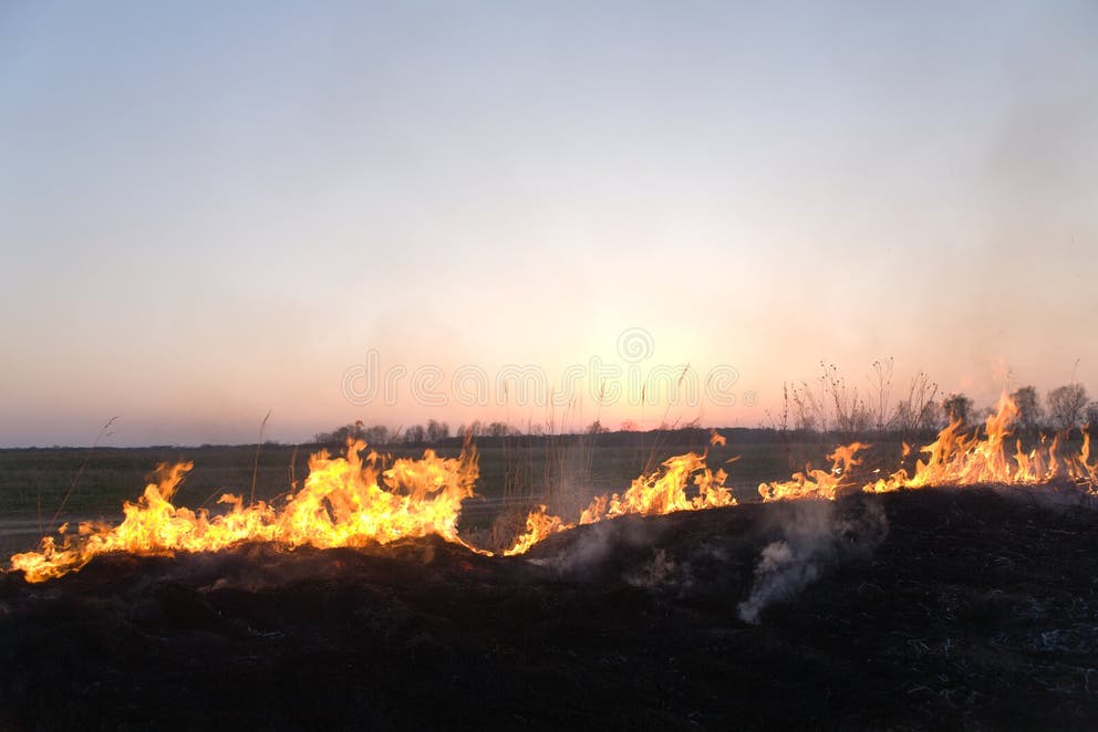 Burning field stock image. Image of herb, land, weed - 13672719