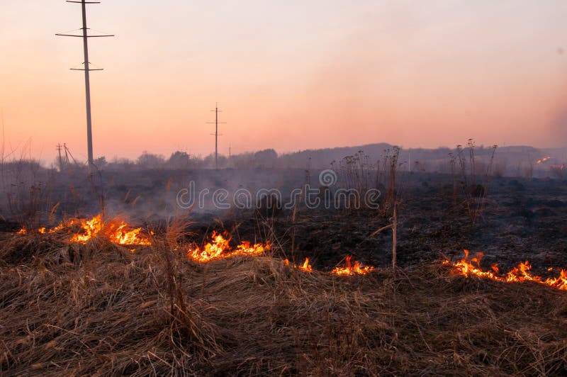 On a Hot Summer Day, Dry Grass is Burning on the Field. Burning Stock ...