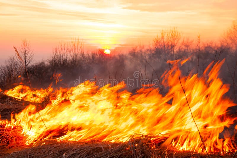 On a Hot Summer Day, Dry Grass is Burning on the Field. Stock Photo ...
