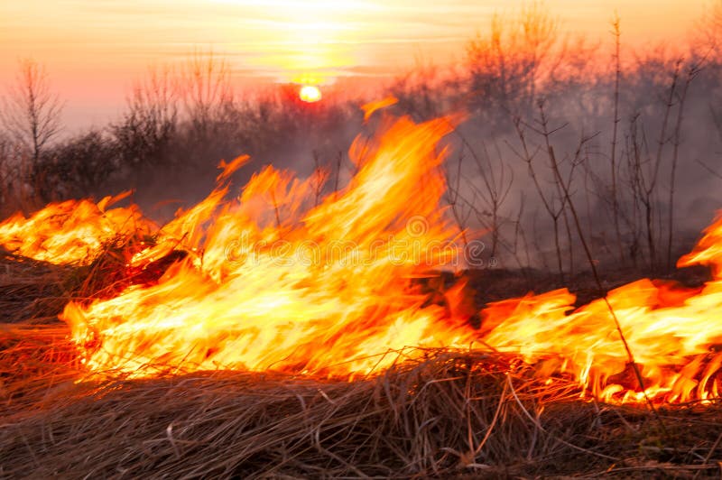 On a Hot Summer Day, Dry Grass is Burning on the Field. Stock Image ...