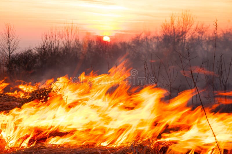 On a Hot Summer Day, Dry Grass is Burning on the Field. Stock Image ...