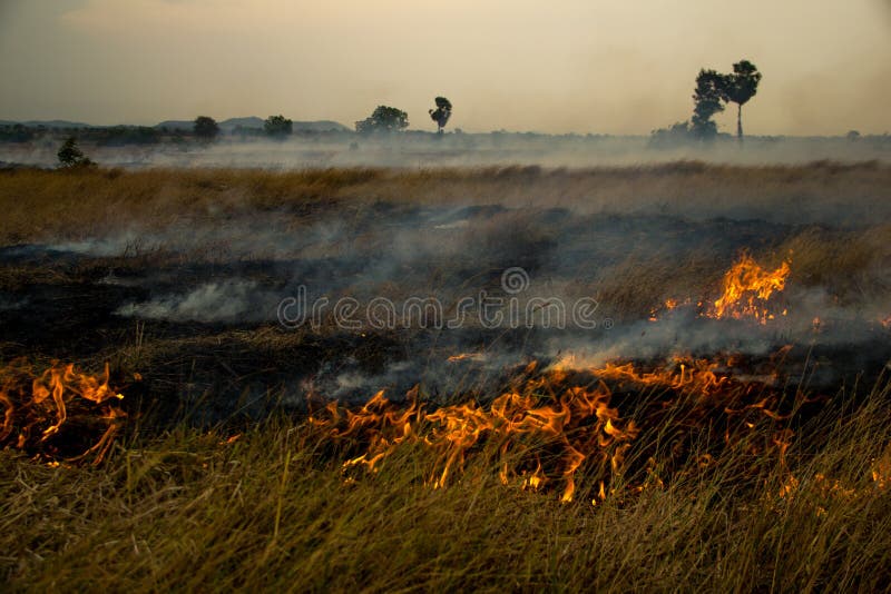 Burning field stock photo. Image of yellow, field, power - 49944686
