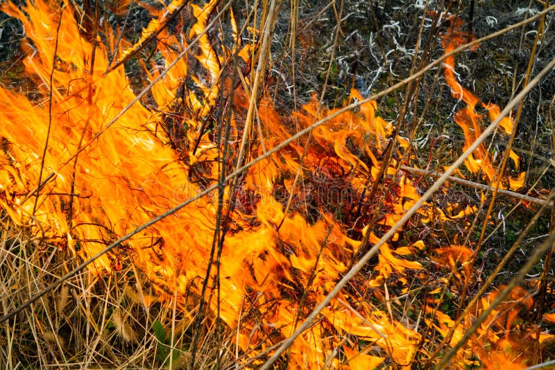 Burning a Field stock photo. Image of flame, wild, nature - 60451798