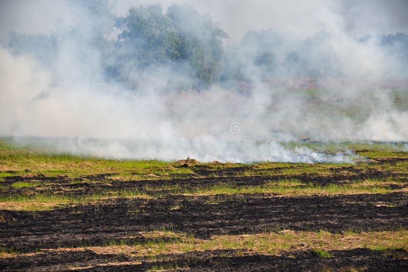 Burning Fields in Thailand. Smoke and Burnt Grass on the Field Stock ...