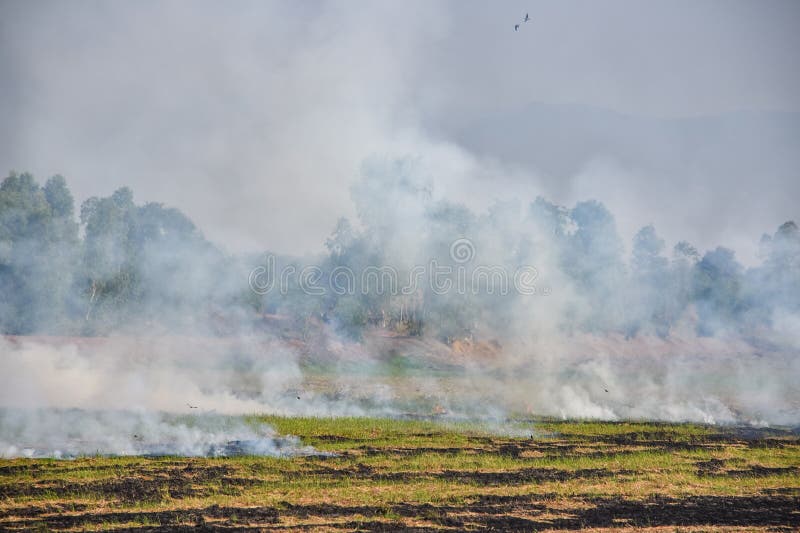 Burning Fields in Thailand. Smoke and Burnt Grass on the Field Stock ...