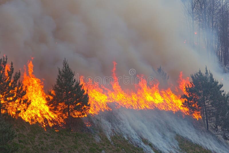 A Burning Fire in the Distance Behind Some Trees Stock Photo - Image of ...