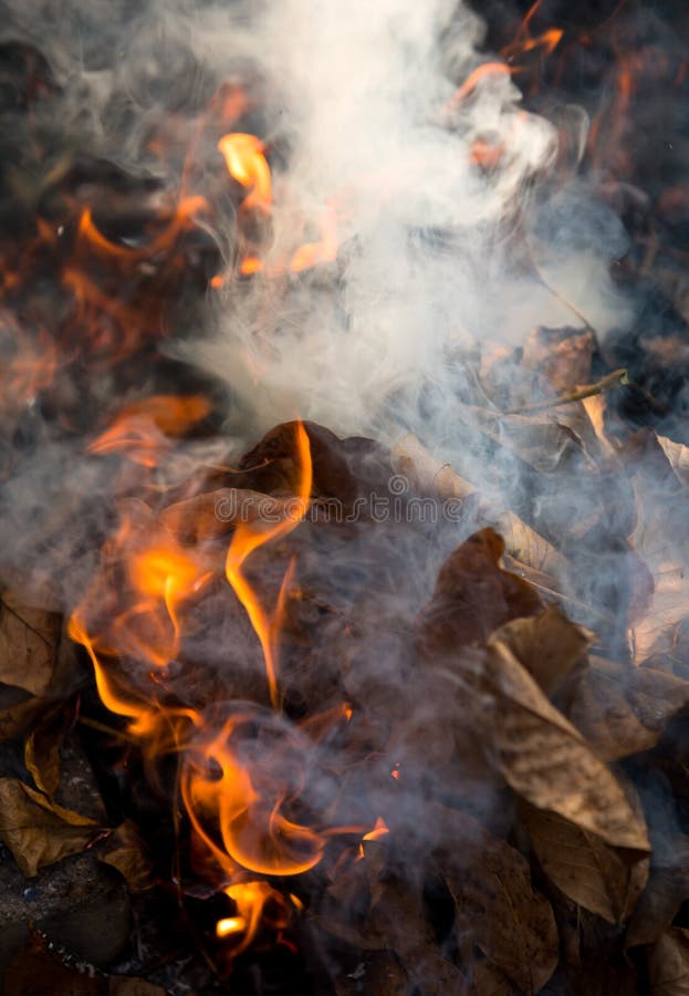 Burning Fire of Dried Leaves Stock Image - Image of smoke, danger ...