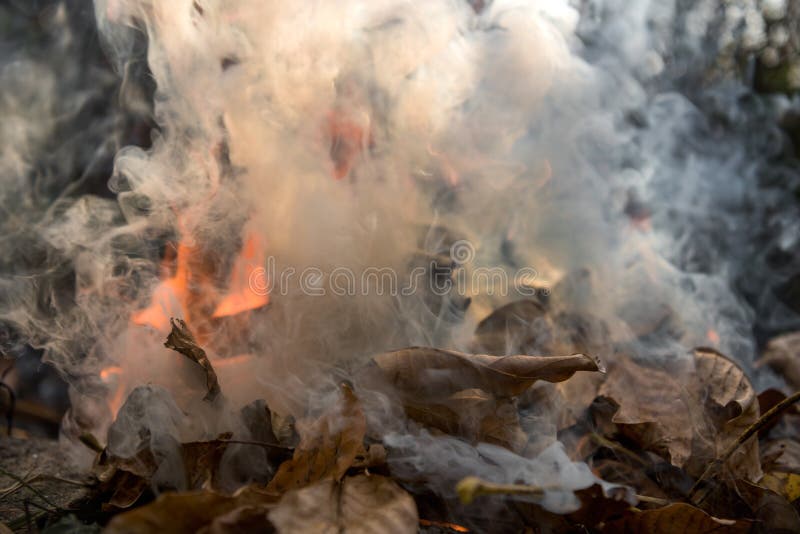 Burning Fire of Dried Leaves Stock Image - Image of nature, flame ...