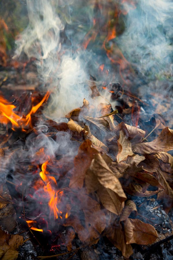 Burning Fire of Dried Leaves Stock Image - Image of urban, burn: 162031593