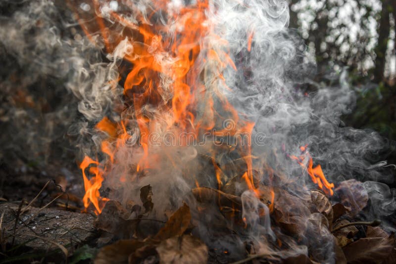 Burning Fire of Dried Leaves Stock Image - Image of flame, background ...
