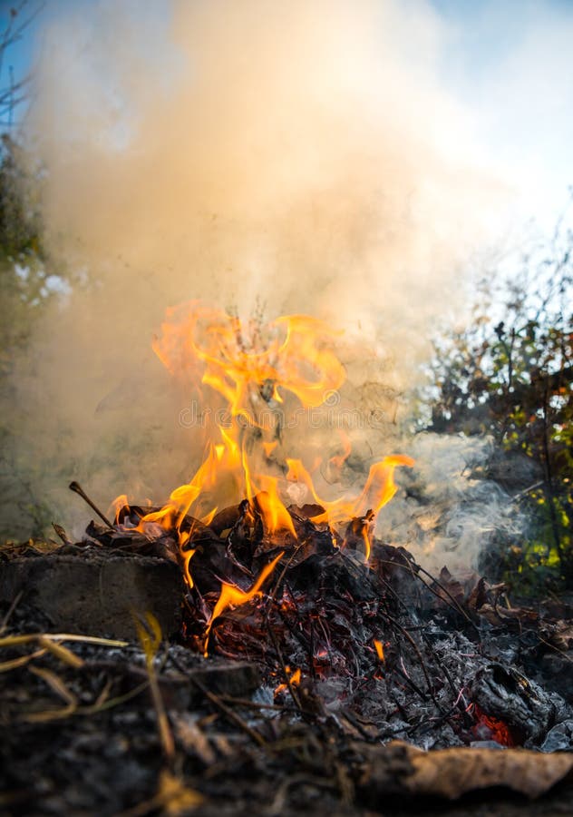 Burning of Dry Leaves in the Park Stock Photo - Image of bonfire ...