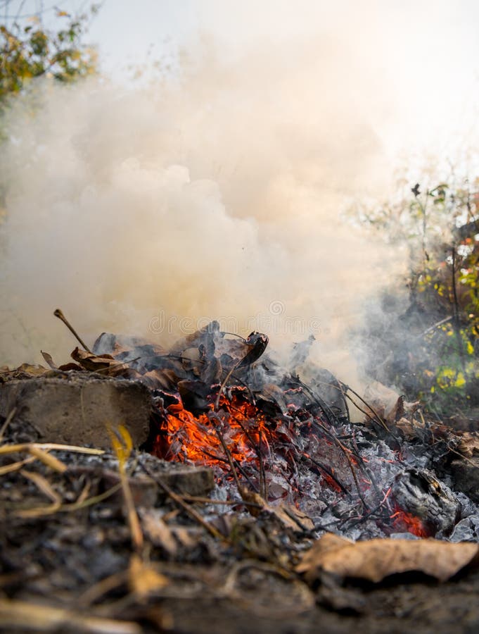 Burning Fire of Dried Leaves. Flames and Smoke from Burning Leaves ...