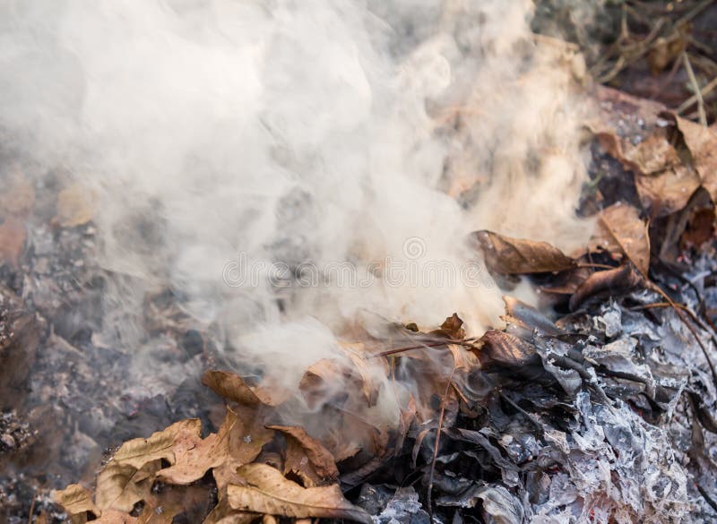 Burning Fire of Dried Leaves Stock Image - Image of flame, background ...