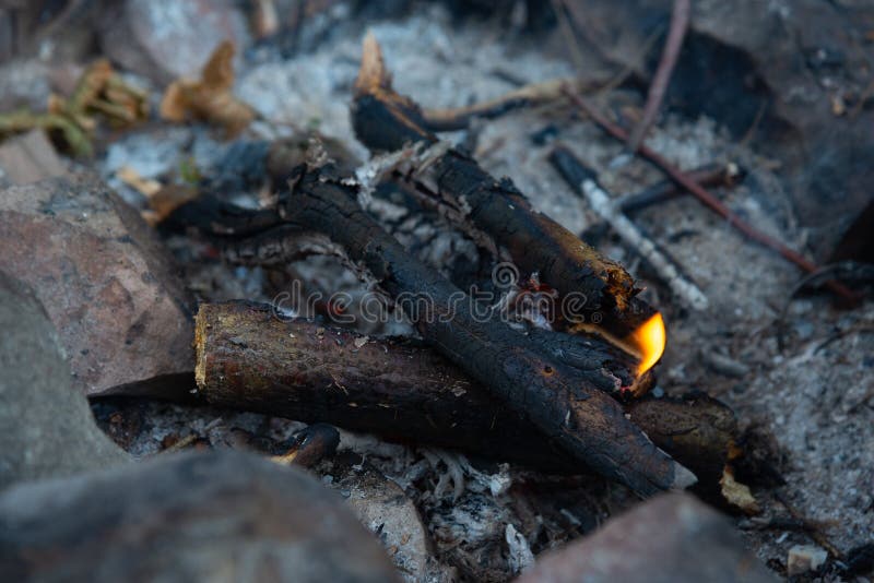 Burning fire in the forest stock image. Image of burning - 216792483