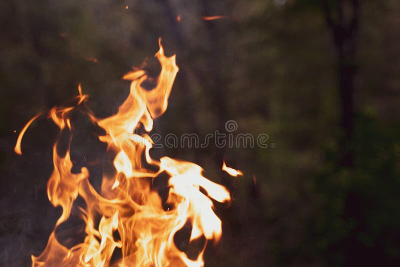 A Burning Fire in the Forest. Evening at the Campsite Stock Image ...