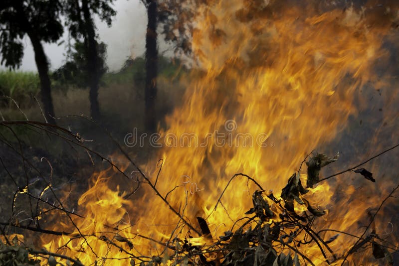 A Burning Fire on a Pile of Firewood Stock Image - Image of black, fire ...
